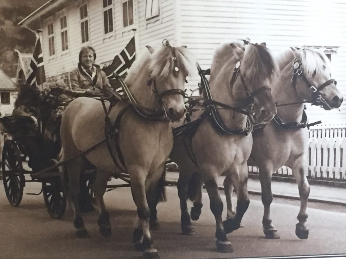 The Norwegian Fjord Horse, Bred and Raised by Sunnyside Farms