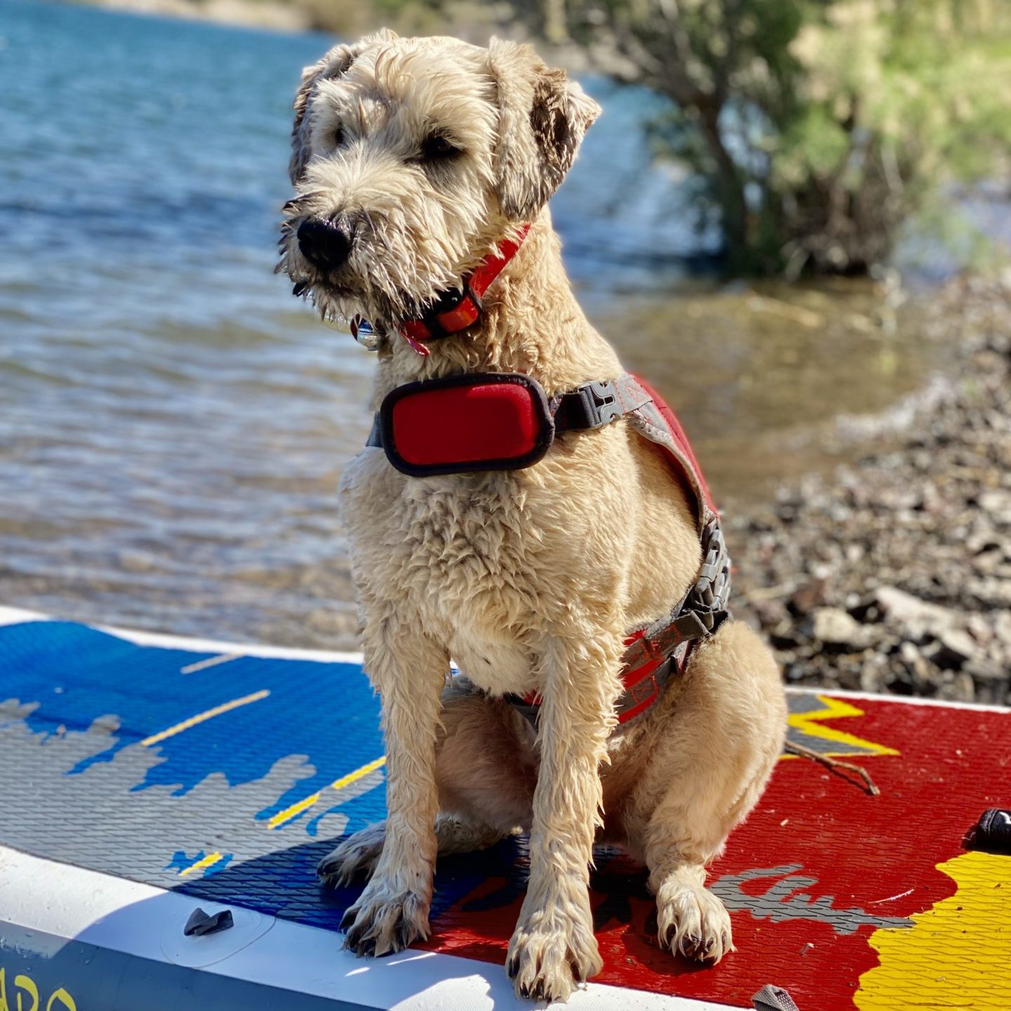 Meet the Puppies » Sunnyside Farms