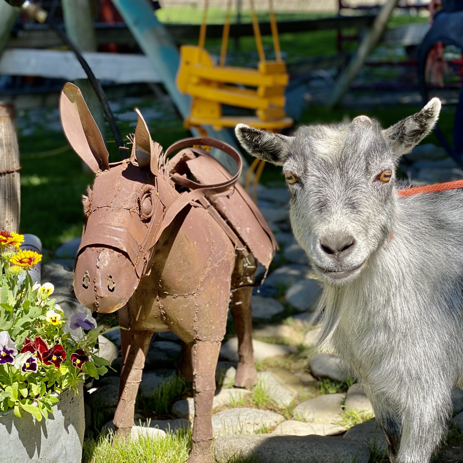 Sunnyside Farm Stays » Sunnyside Farms