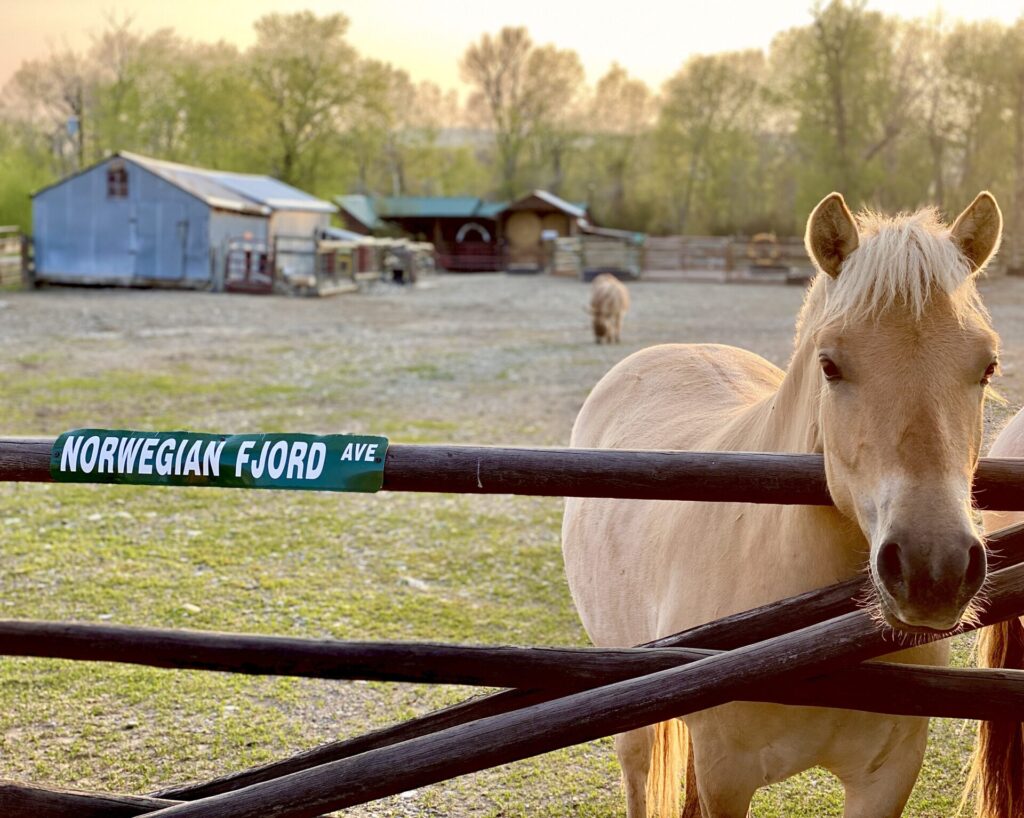 Sunnyside Farm Stays » Sunnyside Farms